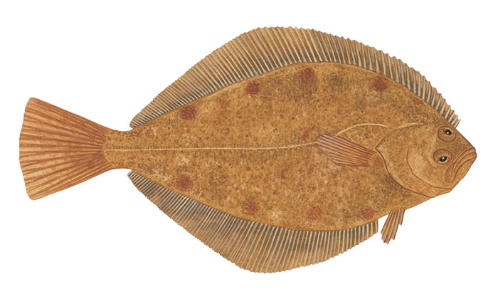 아메리칸 플레이스(American plaice). Hippoglossoides platessoides