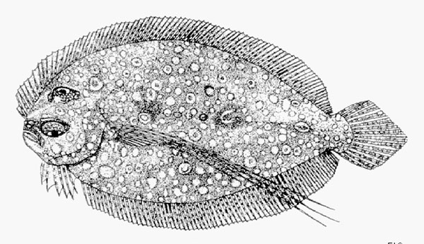 기니 플라운더(Guinean flounder). Bothus guibei