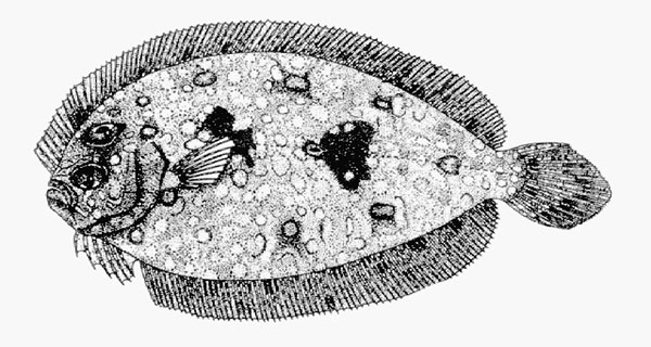 기니 플라운더(Guinean flounder). Bothus guibei