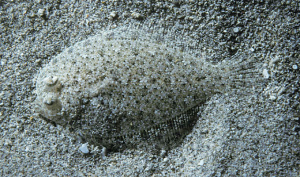하와이 난쟁이 플라운더(Hawaiian Dwarf Flounder). Engyprosopon hawaiiensis