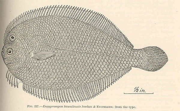 하와이 난쟁이 플라운더(Hawaiian Dwarf Flounder). Engyprosopon hawaiiensis