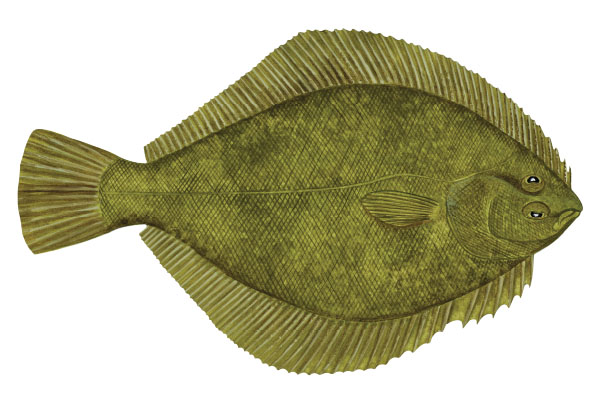 그린백 플라운더(Greenback flounder). Rhombosolea tapirina