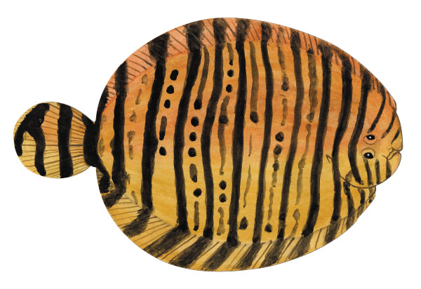 내이크드쏘울(Naked sole). Gymnachirus nudus