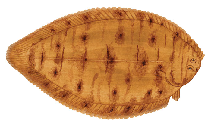 오리엔탈 쏘울(Oriental sole). Brachirus orientalis