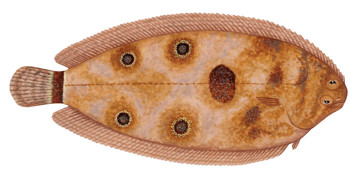 훠아이드 쏘울(Foureyed sole). Microchirus ocellatus