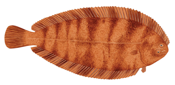 딕백쏘울(Thickback sole). Microchirus variegatus