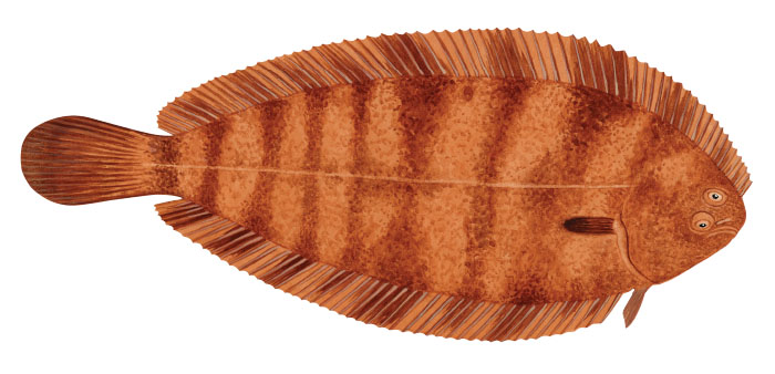 밴디드쏘울(Banded sole). Microchirus wittei