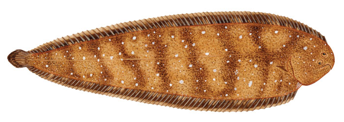 기니언 쏘울(Guinean sole). Synaptura cadenati