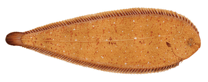 콤머슨스 쏘울(Commerson's sole). Synaptura commersonnii
