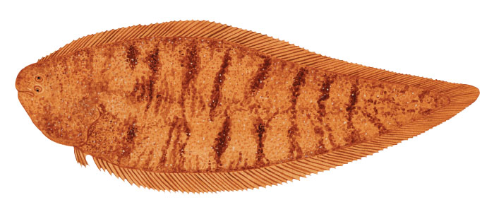 캘리포니아 텅피시(California tonguefish). Symphurus atricaudus