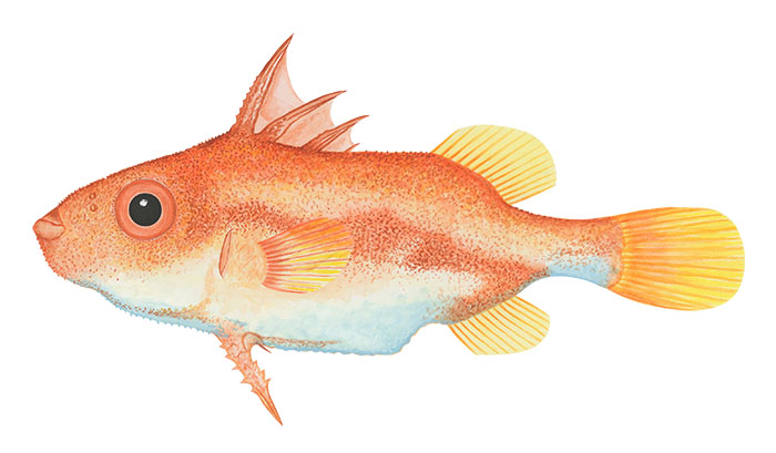 우케구치카와무키(Ukeguchikawamuki). Atrophacanthus japonicus