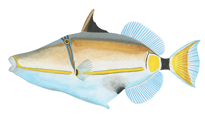 하프문 피카소피시(Halfmoon picassofish). Rhinecanthus lunula