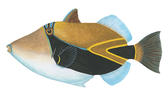 웻지테일 트리거피시(Wedge-tail triggerfish). Rhinecanthus rectangulus