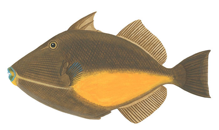 오렌지사이드 트리거피시(Orangeside triggerfish). Sufflamen verres