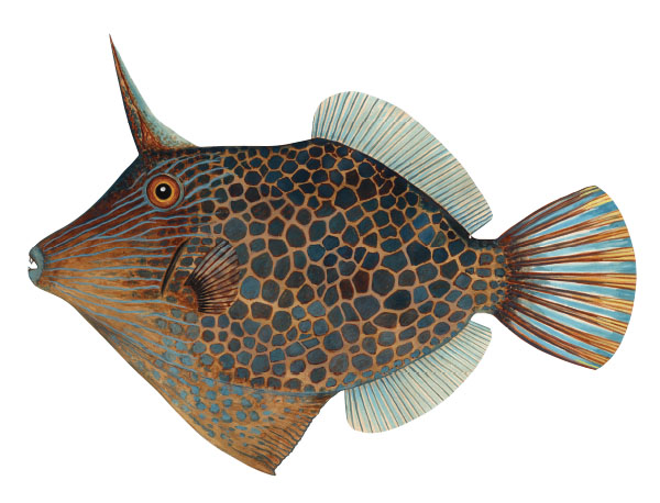 하니코움 파일피시(Honeycomb filefish). Cantherhines pardalis