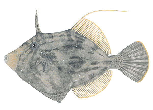 플레인 파일피시(Planehead filefish). Stephanolepis hispidus