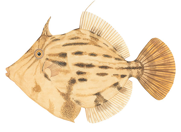 피그미 파일피시(Pygmy filefish). Stephanolepis setifer