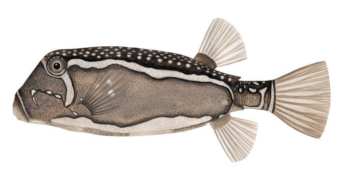 윗틀리스 박스피시(Whitley's boxfish). Ostracion whitleyi