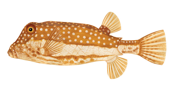 윗틀리스 박스피시(Whitley's boxfish). Ostracion whitleyi