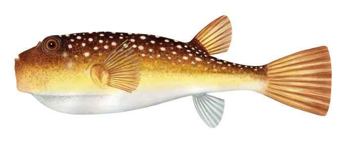 이블아이 블라아솝(Evileye blaasop). Amblyrhynchotes honckenii