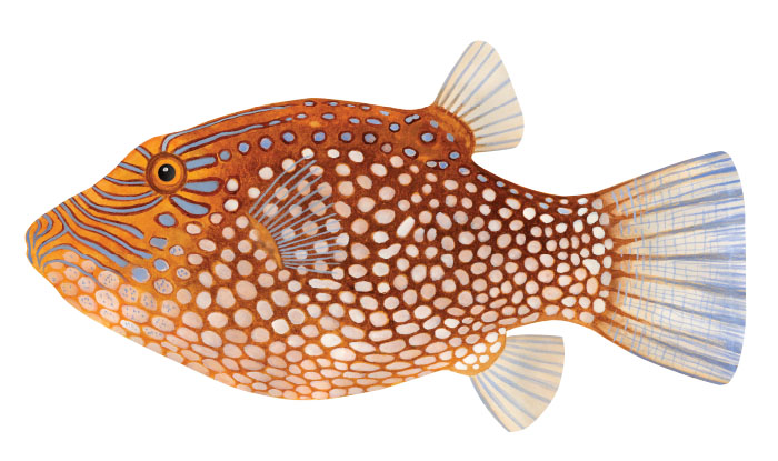 하니코움 토비(Honeycomb toby). Canthigaster janthinoptera