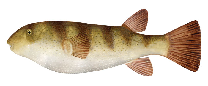 밴디드 푸퍼(Banded puffer). Colomesus psittacus