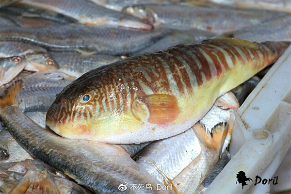 폭포무늬복(Lattice blaasop). Takifugu oblongus