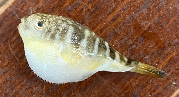 폭포무늬복(Lattice blaasop). Takifugu oblongus
