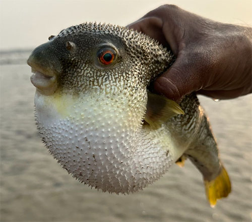 폭포무늬복(Lattice blaasop). Takifugu oblongus