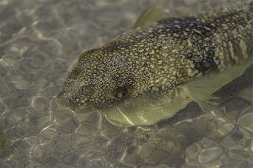 폭포무늬복(Lattice blaasop). Takifugu oblongus