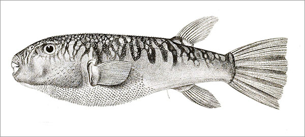 폭포무늬복(Lattice blaasop). Takifugu oblongus