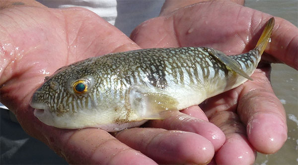 폭포무늬복(Lattice blaasop). Takifugu oblongus