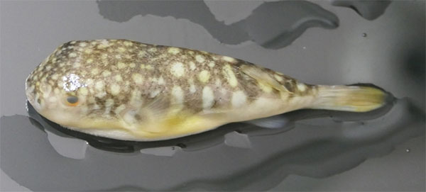 폭포무늬복(Lattice blaasop). Takifugu oblongus