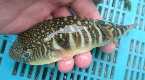 폭포무늬복(Lattice blaasop). Takifugu oblongus