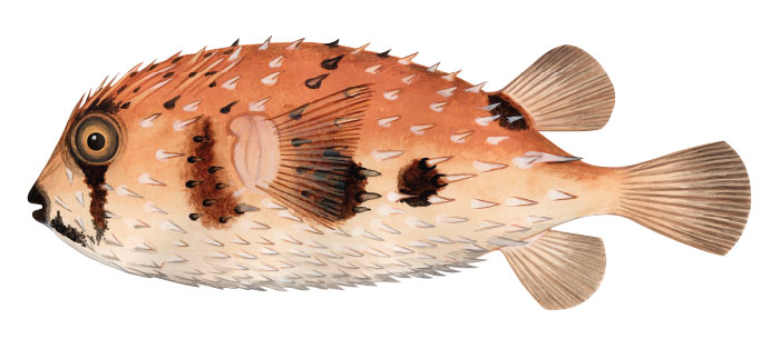 훠바 포큐파인피시(Four-bar porcupinefish). Lophodiodon calori