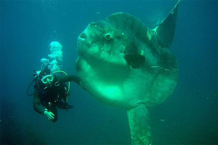범프헤드 개복치(Bumphead sunfish). Mola alexandrini