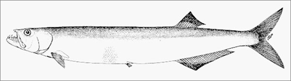 물멸과 Family Chirocentridae(Wolf herring)