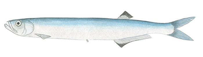 물멸(Dorab wolf-herring). Chirocentrus dorab