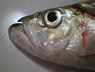 물멸(Dorab wolf-herring). Chirocentrus dorab