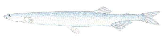 실뱅어(Short ice fish). Neosalanx hubbsi