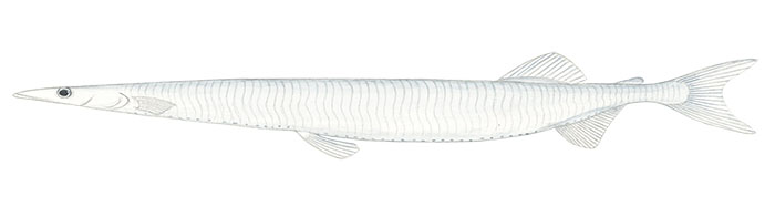 국수뱅어(Ariake ice fish). Salanx ariakensis