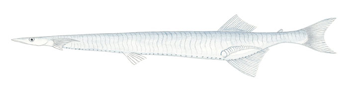 벗꽃뱅어(Cherry ice fish). Salanx prognathus