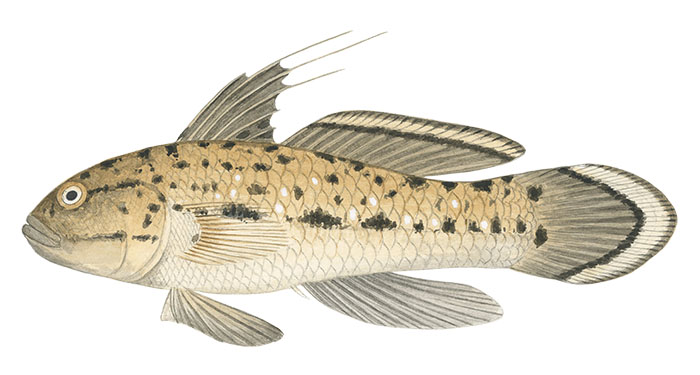 흰테꼬리망둑(Robust mangrove goby). Acentrogobius janthinopterus