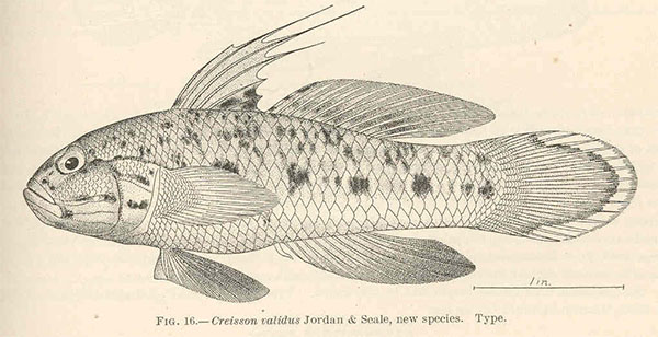 흰테꼬리망둑(Robust mangrove goby). Acentrogobius janthinopterus