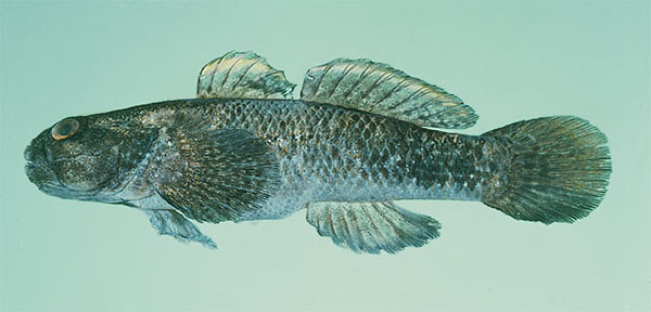 검무늬망둑(Spotted frillgoby). Bathygobius cyclopterus