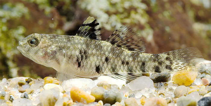 점박이망둑(Speckled goby). Redigobius bikolanus
