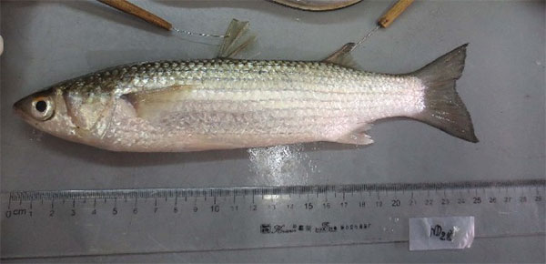 동부등줄숭어(Eastern keelback mullet). Planiliza affinis