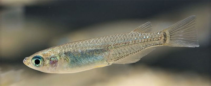 송사리과 Family Adrianichthyidae(ricefish and medakas).