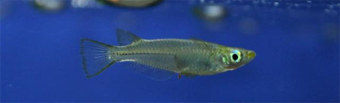 송사리과 Family Adrianichthyidae(ricefish and medakas).