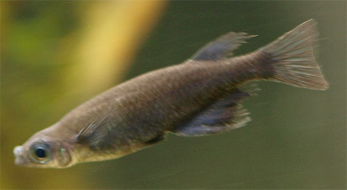 송사리과 Family Adrianichthyidae(ricefish and medakas).